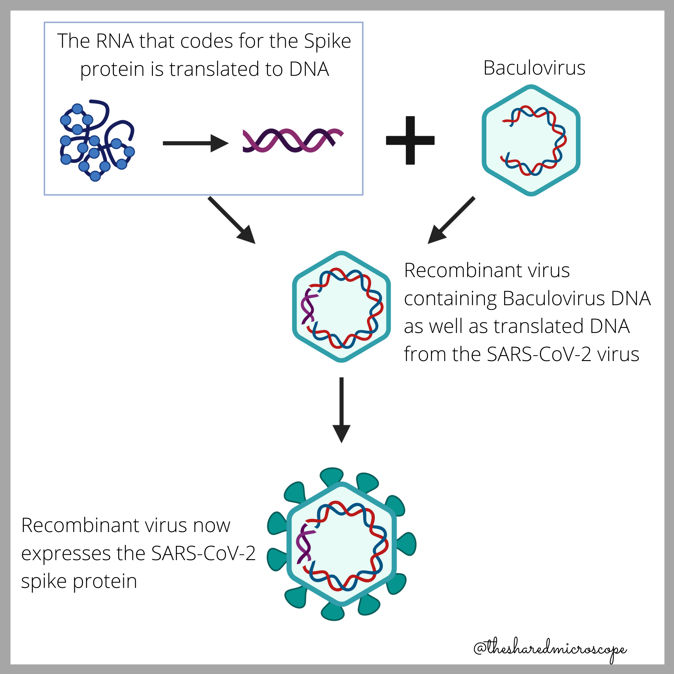 How the Novavax Vaccine for COVID-19, A Protein Subunit Vaccine, Works ...