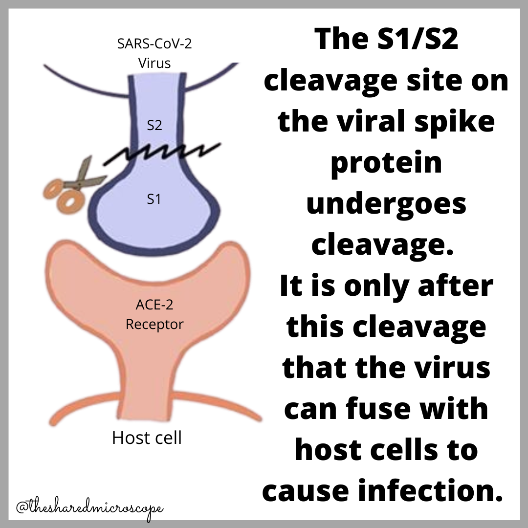 What Is the Spike Protein in COVID-19? – Fancy Comma, LLC