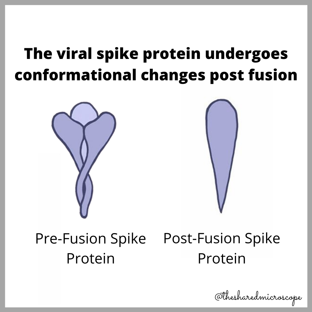 What Is the Spike Protein in COVID-19? – Fancy Comma, LLC