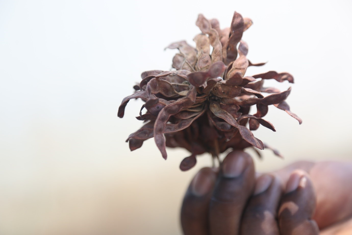 An Indigenous African Knowledge Framework in Science Communication ...